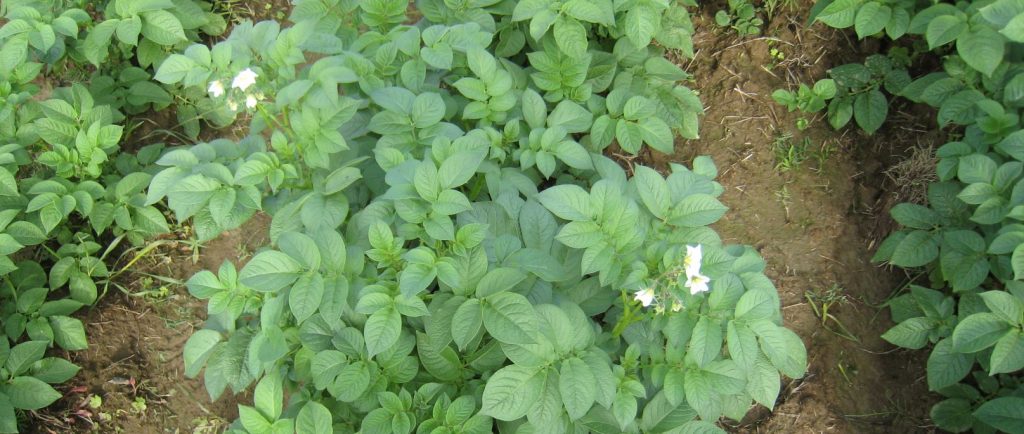 Amylopektinpotatisen Amflora - Gentekniknämnden