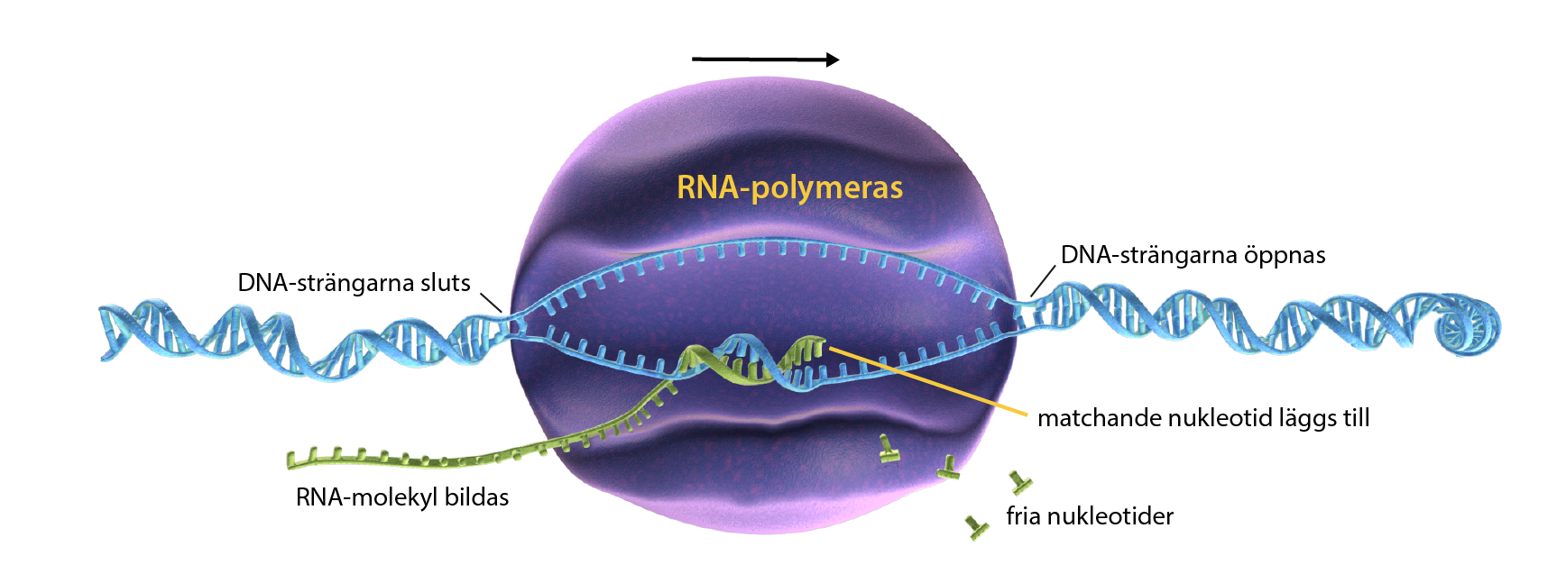 RNA-polymeras II - Gentekniknämnden