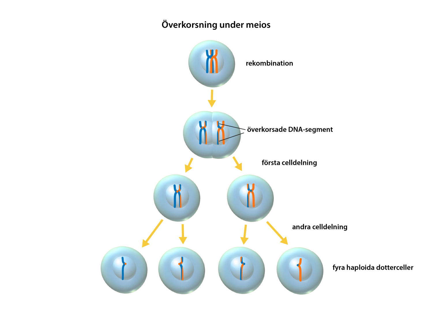 Eukaryota celler - Gentekniknämnden