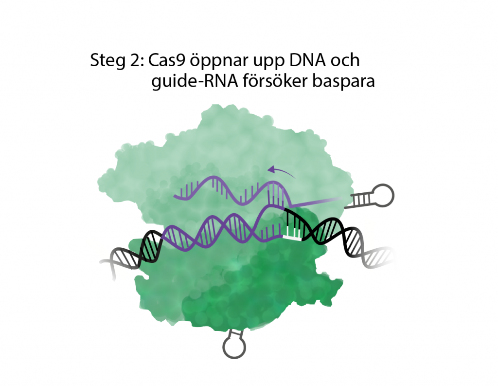CAS9_2 – Gentekniknämnden