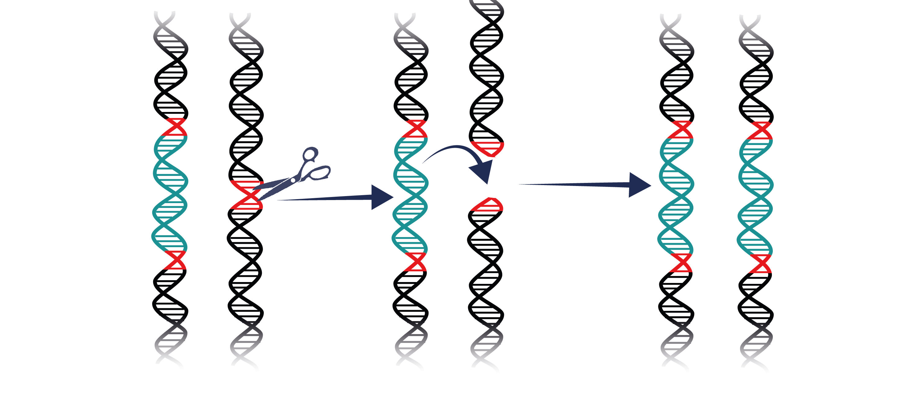 gendrivare_DNA_Rityta-1-002 – Gentekniknämnden