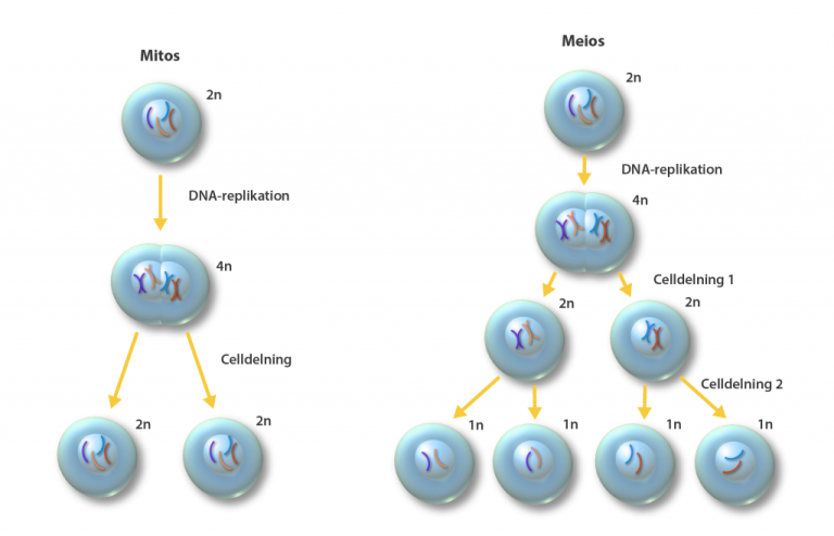 Eukaryota celler - Gentekniknämnden